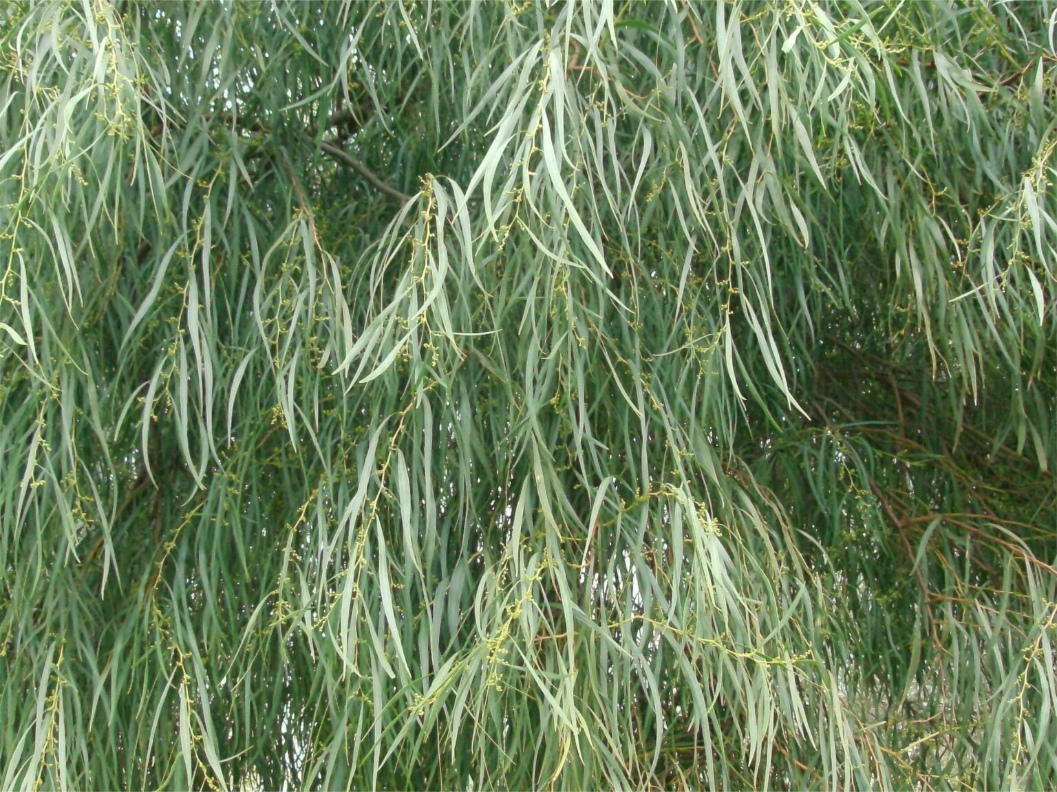 Magical Properties Of Herbs • The Green Crystal